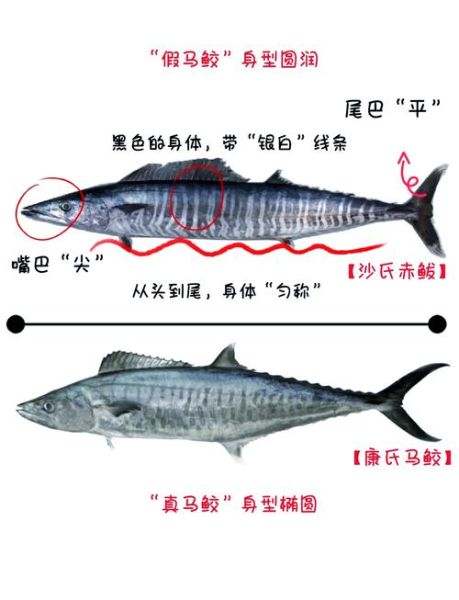 马鲛鱼是不是鲅鱼_马鲛鱼和鲅鱼的区别-第1张图片-山城妙识