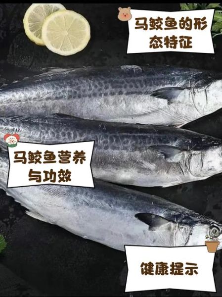 马鲛鱼是不是鲅鱼_马鲛鱼和鲅鱼的区别-第2张图片-山城妙识