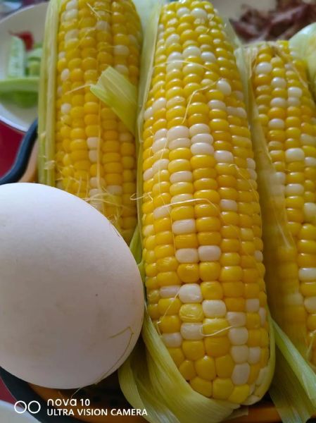 水果玉米煮多久能熟_水果玉米煮多久口感最佳-第1张图片-山城妙识