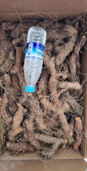 黄姜价格多少钱一斤_黄姜最新行情-第1张图片-山城妙识 黄姜价格多少钱一斤_黄姜最新行情-第1张图片-山城妙识