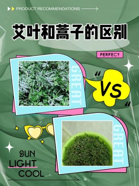 青蒿和艾叶的区别_青蒿图片艾叶图片大全-第3张图片-山城妙识 青蒿和艾叶的区别_青蒿图片艾叶图片大全-第3张图片-山城妙识
