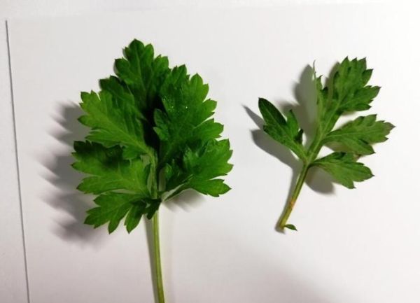 青蒿和艾叶的区别_青蒿图片艾叶图片大全-第2张图片-山城妙识 青蒿和艾叶的区别_青蒿图片艾叶图片大全-第2张图片-山城妙识