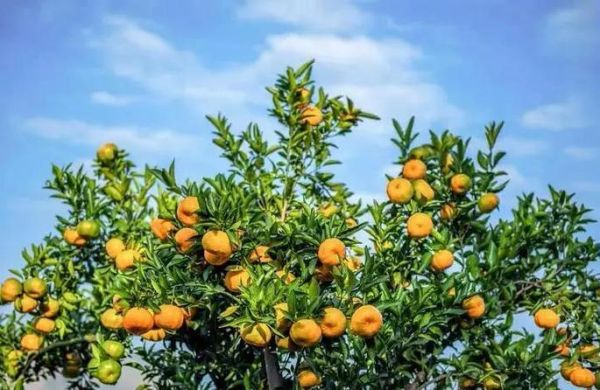 永春芦柑怎么挑选_永春芦柑产地在哪里-第1张图片-山城妙识 永春芦柑怎么挑选_永春芦柑产地在哪里-第1张图片-山城妙识