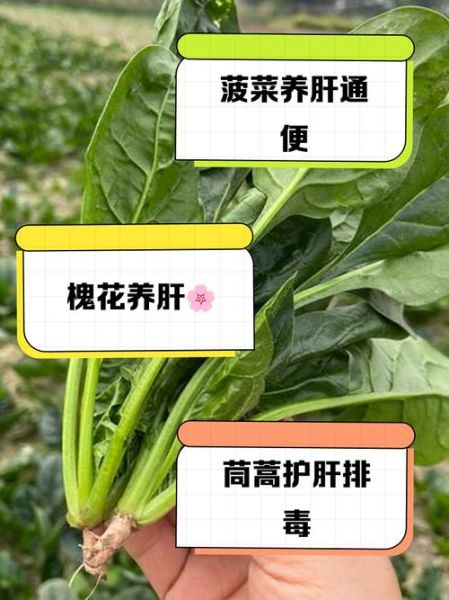 降火的蔬菜水果有哪些_哪些蔬果清热去火效果好-第2张图片-山城妙识 降火的蔬菜水果有哪些_哪些蔬果清热去火效果好-第2张图片-山城妙识