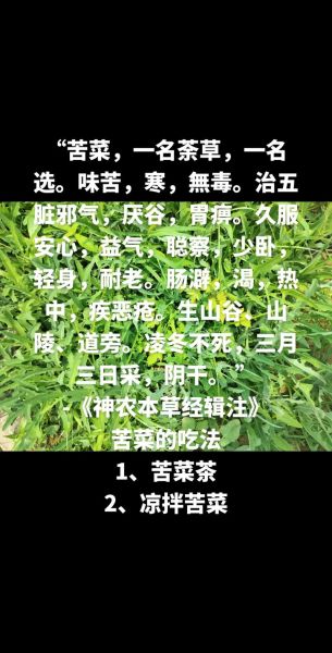 苦菜图片功效与作用_苦菜怎么吃效果最好-第1张图片-山城妙识