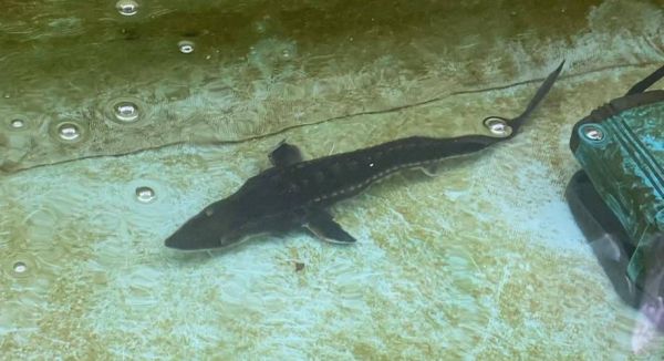 黑龙江鲟鳇鱼图片_黑龙江鲟鳇鱼长什么样-第1张图片-山城妙识