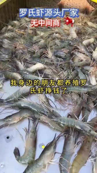 罗氏虾养殖条件_罗氏虾养殖方法-第2张图片-山城妙识 罗氏虾养殖条件_罗氏虾养殖方法-第2张图片-山城妙识