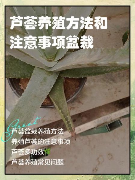 上农大叶芦荟怎么养_上农大叶芦荟功效与作用-第3张图片-山城妙识 上农大叶芦荟怎么养_上农大叶芦荟功效与作用-第3张图片-山城妙识