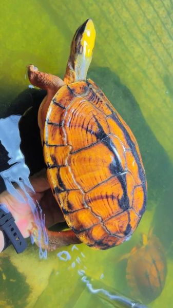 金钱龟图片大全大图_金钱龟高清图片哪里找-第1张图片-山城妙识