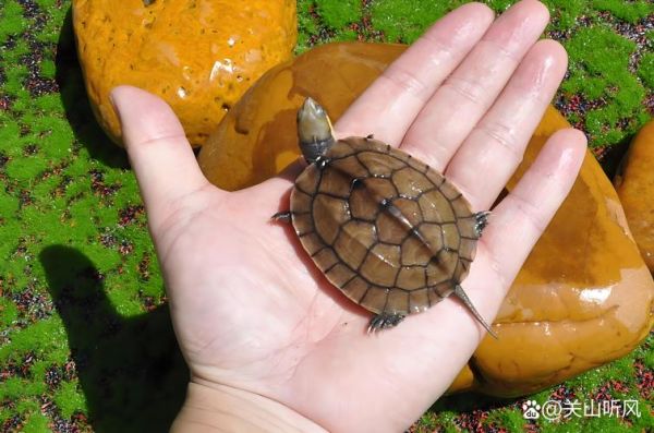 金钱龟图片大全大图_金钱龟高清图片哪里找-第2张图片-山城妙识