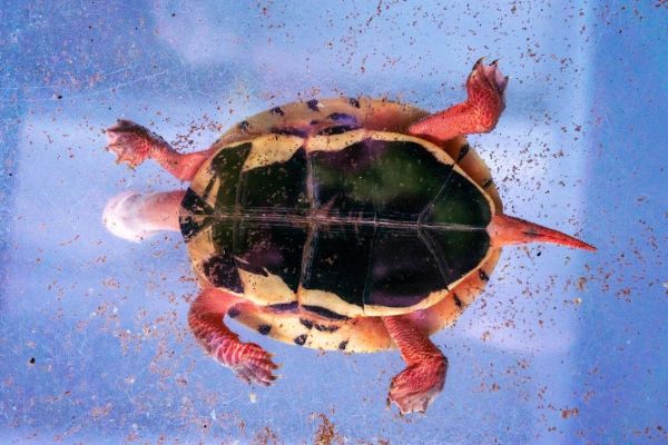 金钱龟图片大全大图_金钱龟高清图片哪里找-第3张图片-山城妙识