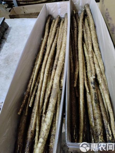 牛蒡长什么样_新鲜牛蒡图片特征-第3张图片-山城妙识