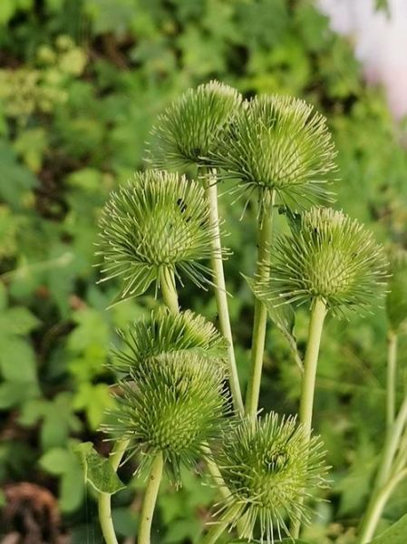 牛蒡长什么样_新鲜牛蒡图片特征-第2张图片-山城妙识