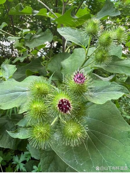 牛蒡长什么样_新鲜牛蒡图片特征-第1张图片-山城妙识