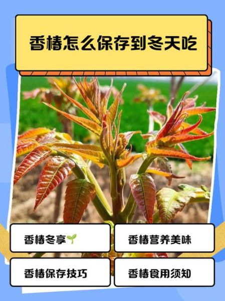 香椿怎么保存_香椿冷冻还是冷藏好-第1张图片-山城妙识