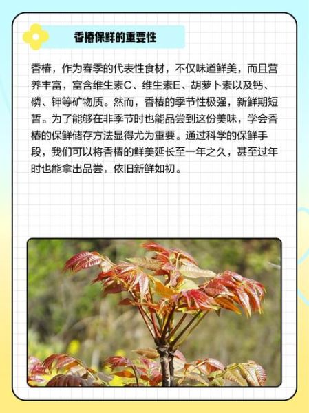 香椿怎么保存_香椿冷冻还是冷藏好-第3张图片-山城妙识