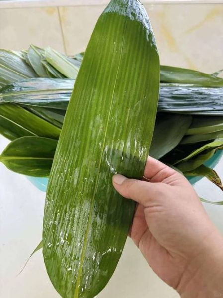 新鲜粽叶煮多久才能用_粽叶煮前要不要泡-第1张图片-山城妙识 新鲜粽叶煮多久才能用_粽叶煮前要不要泡-第1张图片-山城妙识