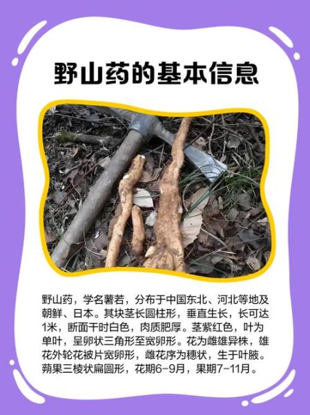 野生山药的功效与作用_野生山药怎么吃最好-第1张图片-山城妙识