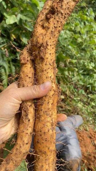 野生山药的功效与作用_野生山药怎么吃最好-第3张图片-山城妙识