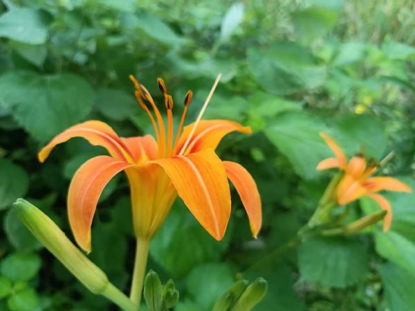 黄花菜开花摘还是不开花摘_什么时候采收最鲜嫩-第2张图片-山城妙识