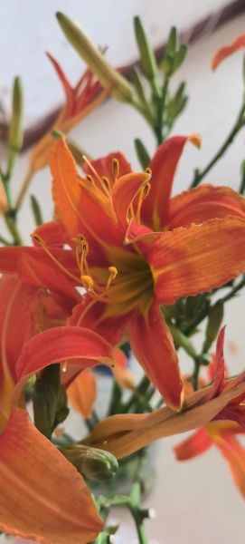 黄花菜开花摘还是不开花摘_什么时候采收最鲜嫩-第1张图片-山城妙识