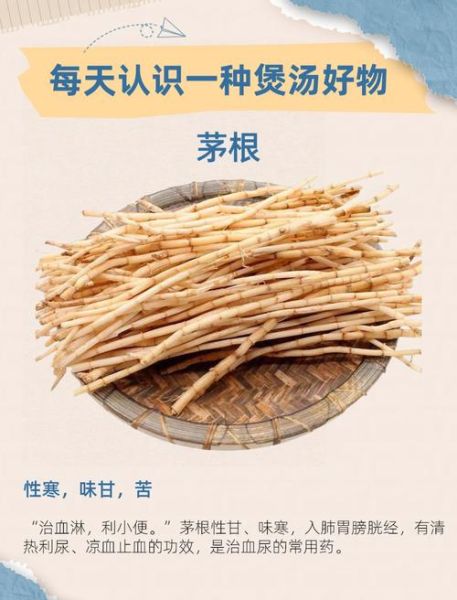 茅根长什么样_茅根的功效与作用-第1张图片-山城妙识 茅根长什么样_茅根的功效与作用-第1张图片-山城妙识