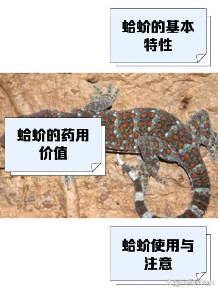 男人吃蛤蚧多久起作用_蛤蚧壮阳多久见效-第2张图片-山城妙识 男人吃蛤蚧多久起作用_蛤蚧壮阳多久见效-第2张图片-山城妙识