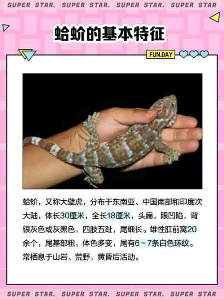 男人吃蛤蚧多久起作用_蛤蚧壮阳多久见效-第3张图片-山城妙识 男人吃蛤蚧多久起作用_蛤蚧壮阳多久见效-第3张图片-山城妙识