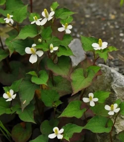 蕺菜是什么_蕺菜怎么吃最好-第1张图片-山城妙识 蕺菜是什么_蕺菜怎么吃最好-第1张图片-山城妙识
