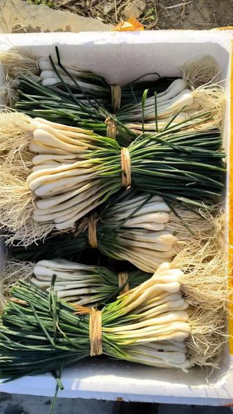 藠头和野葱的区别图片_如何一眼分辨-第3张图片-山城妙识