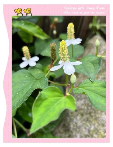 蕺菜是什么_蕺菜怎么吃最好-第2张图片-山城妙识 蕺菜是什么_蕺菜怎么吃最好-第2张图片-山城妙识