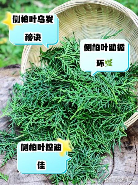 侧柏叶洗头真实经历_侧柏叶洗头多久见效-第1张图片-山城妙识