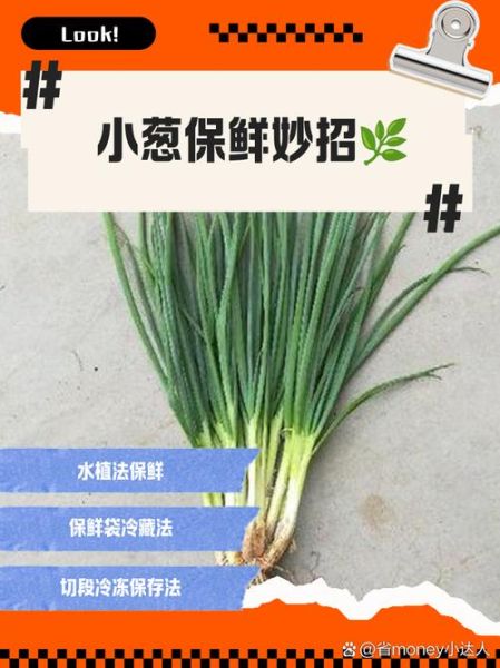 小葱怎么保存新鲜_小葱图片识别技巧-第2张图片-山城妙识