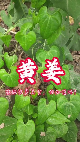 野黄姜的功效与作用_野黄姜怎么吃效果最好-第3张图片-山城妙识 野黄姜的功效与作用_野黄姜怎么吃效果最好-第3张图片-山城妙识