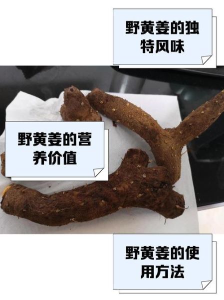 野黄姜的功效与作用_野黄姜怎么吃效果最好-第1张图片-山城妙识 野黄姜的功效与作用_野黄姜怎么吃效果最好-第1张图片-山城妙识