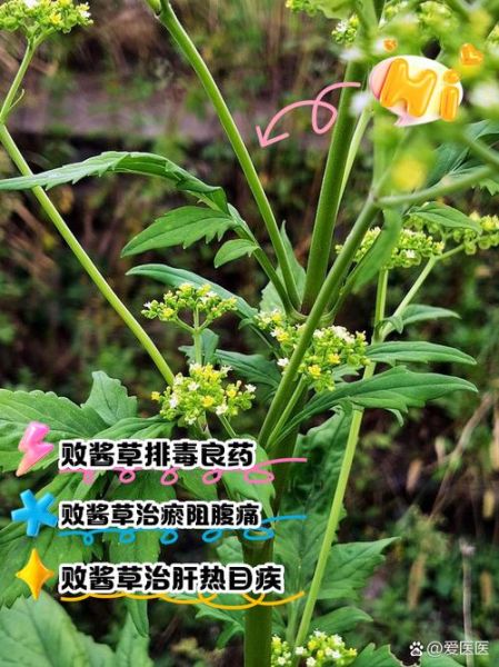 败酱草的功效与作用_败酱草能治疗哪些病-第2张图片-山城妙识 败酱草的功效与作用_败酱草能治疗哪些病-第2张图片-山城妙识