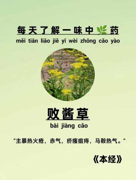 败酱草的功效与作用_败酱草能治疗哪些病-第1张图片-山城妙识 败酱草的功效与作用_败酱草能治疗哪些病-第1张图片-山城妙识