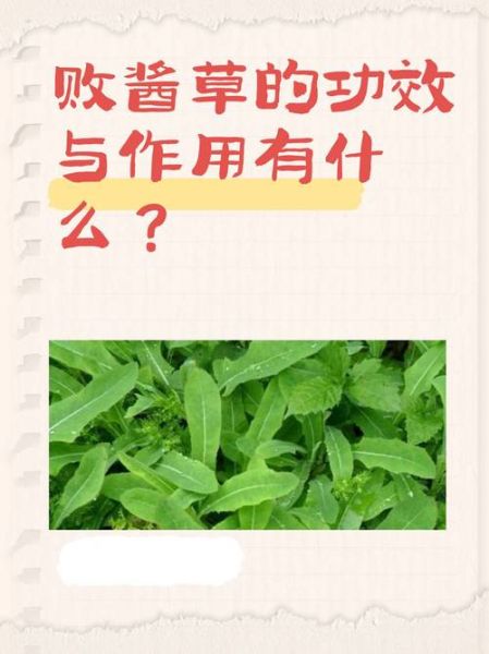 败酱草的功效与作用_败酱草能治疗哪些病-第3张图片-山城妙识 败酱草的功效与作用_败酱草能治疗哪些病-第3张图片-山城妙识