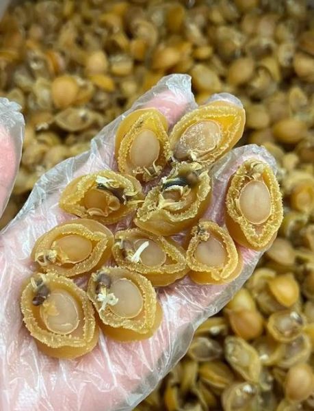 干鲍鱼怎么泡发_干鲍鱼清洗步骤-第2张图片-山城妙识 干鲍鱼怎么泡发_干鲍鱼清洗步骤-第2张图片-山城妙识