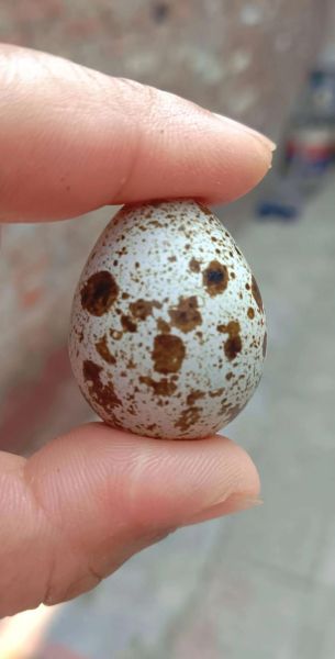 鹌鹑怎么读音_鹌鹑读几声-第3张图片-山城妙识