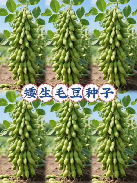 毛豆热量高吗_减肥可以吃毛豆吗-第3张图片-山城妙识