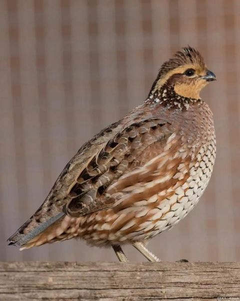 鹌鹑怎么读音_鹌鹑读几声-第2张图片-山城妙识