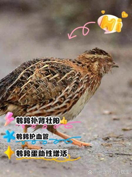 鹌鹑怎么读音_鹌鹑读几声-第1张图片-山城妙识