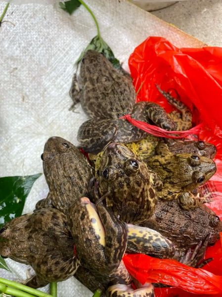 田鸡不能和什么一起吃_田鸡和什么食物相克-第1张图片-山城妙识 田鸡不能和什么一起吃_田鸡和什么食物相克-第1张图片-山城妙识