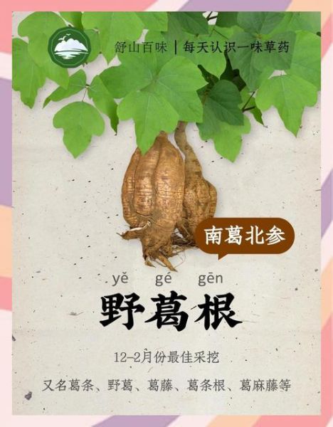 野葛根的功效与作用_野葛根怎么吃效果最好-第1张图片-山城妙识 野葛根的功效与作用_野葛根怎么吃效果最好-第1张图片-山城妙识