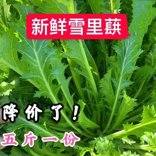 雪菜有几种图片_雪菜品种图片大全-第2张图片-山城妙识