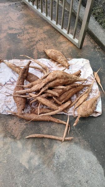 野葛根的功效与作用_野葛根怎么吃效果最好-第2张图片-山城妙识 野葛根的功效与作用_野葛根怎么吃效果最好-第2张图片-山城妙识