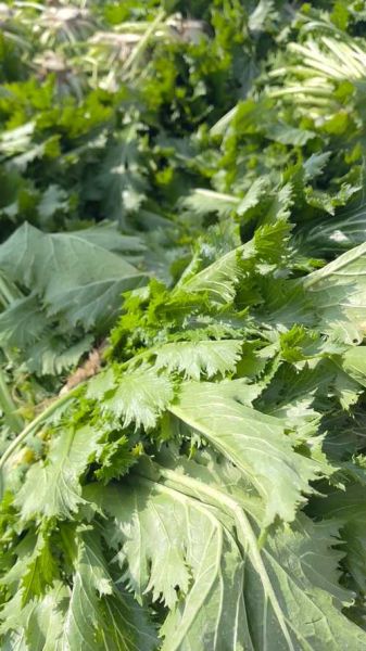 雪菜有几种图片_雪菜品种图片大全-第1张图片-山城妙识