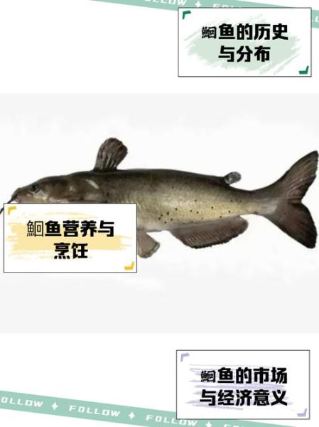 鱼鱼鱼鱻怎么读_鱼鱼鱼鱻是什么意思-第1张图片-山城妙识