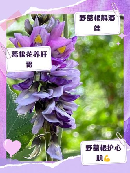 野葛根的功效与作用_野葛根怎么吃效果最好-第3张图片-山城妙识 野葛根的功效与作用_野葛根怎么吃效果最好-第3张图片-山城妙识